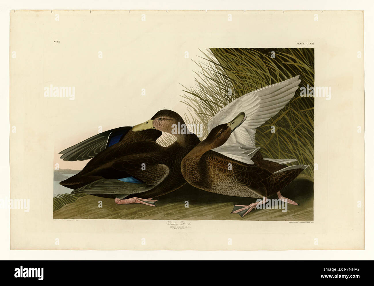 Dusky duck hi-res stock photography and images - Alamy