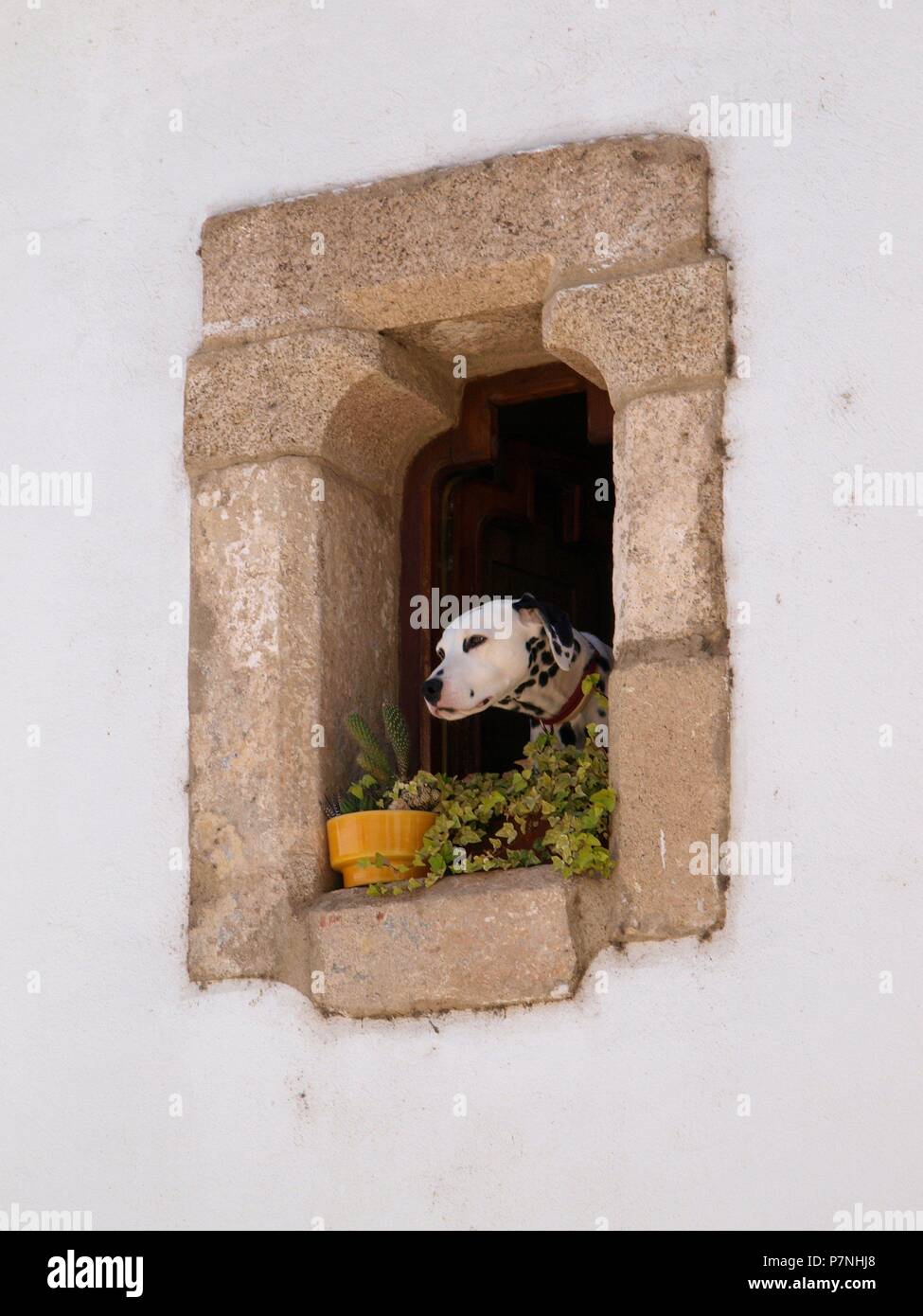 PERRO DALMATA ASOMANDOSE POR UNA VENTANA Stock Photo - Alamy