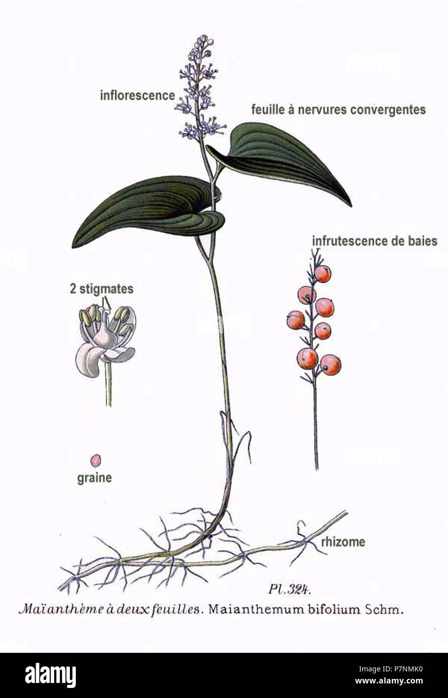 Schm hi-res stock photography and images - Alamy