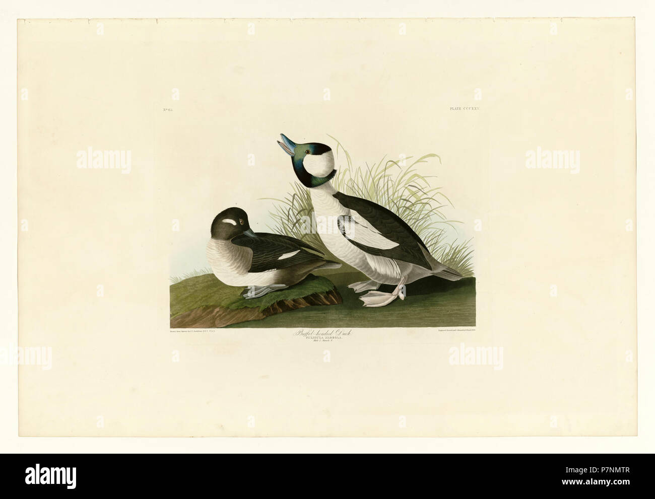 Buffel headed hi-res stock photography and images - Alamy