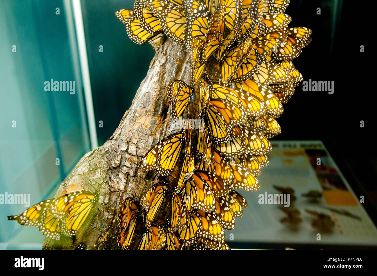 Monarch Butterflies on Display Stock Photo - Alamy