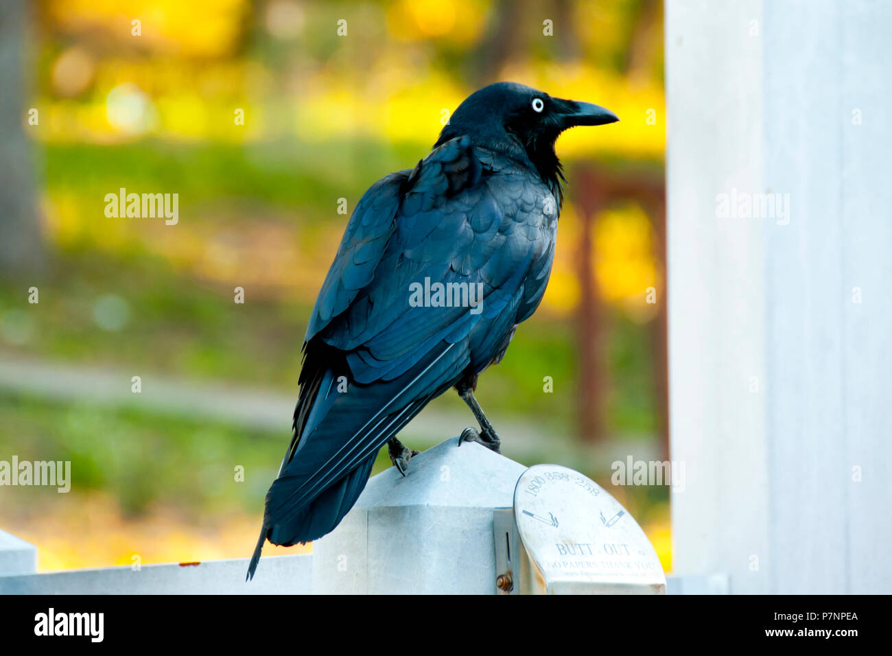 Australian Raven - Perth Stock Photo - Alamy