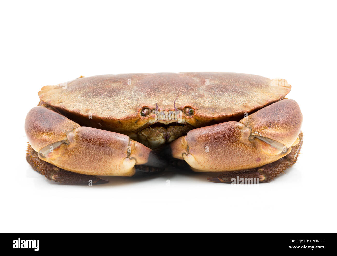 English channel crab Cut Out Stock Images & Pictures - Alamy