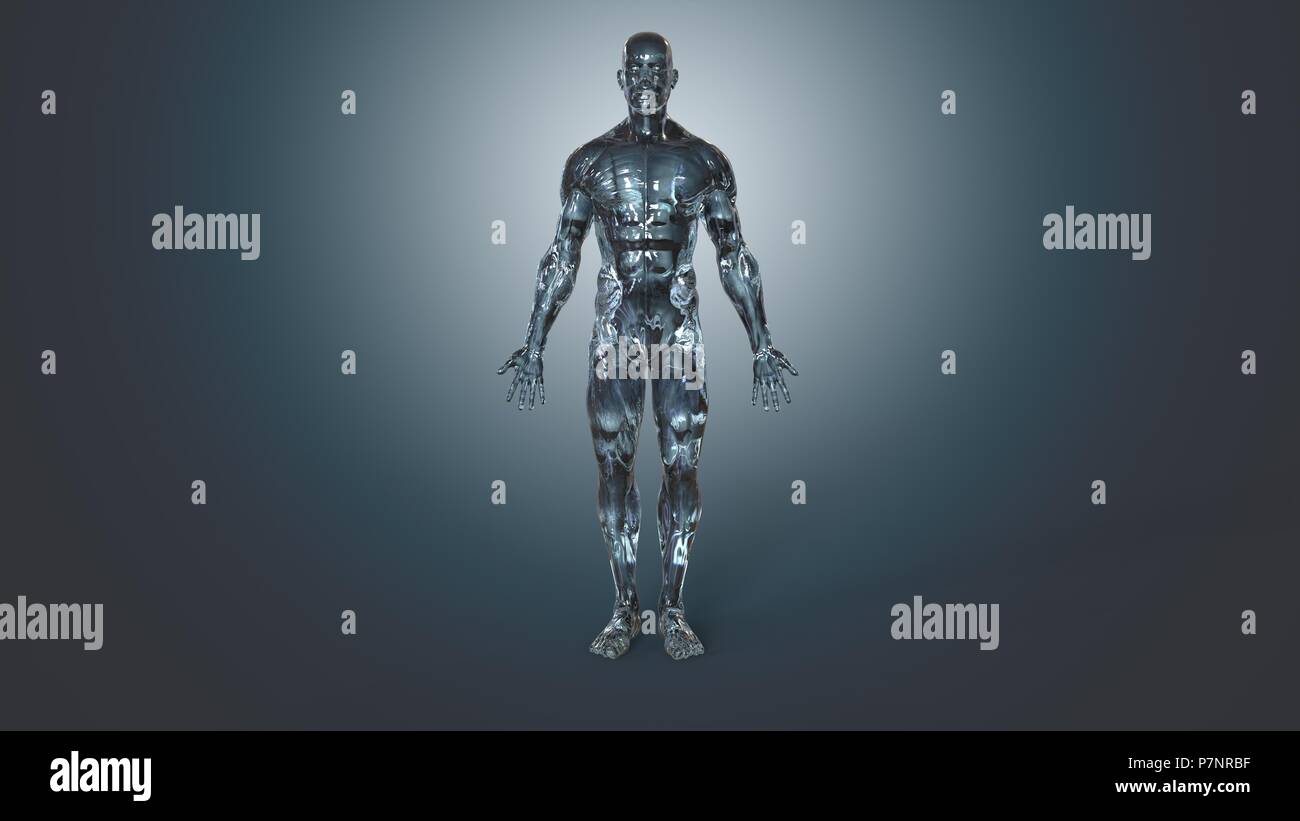 écorché man hi-res stock photography and images - Alamy