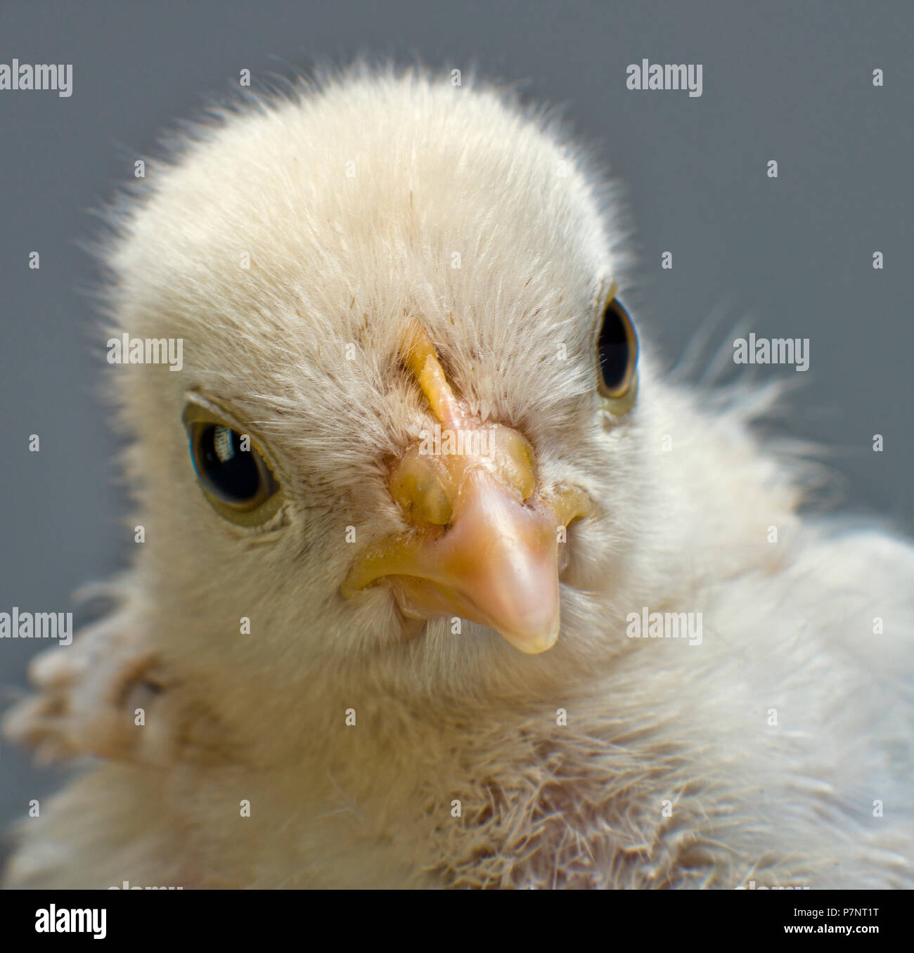 Gaze at the camera hi-res stock photography and images - Alamy