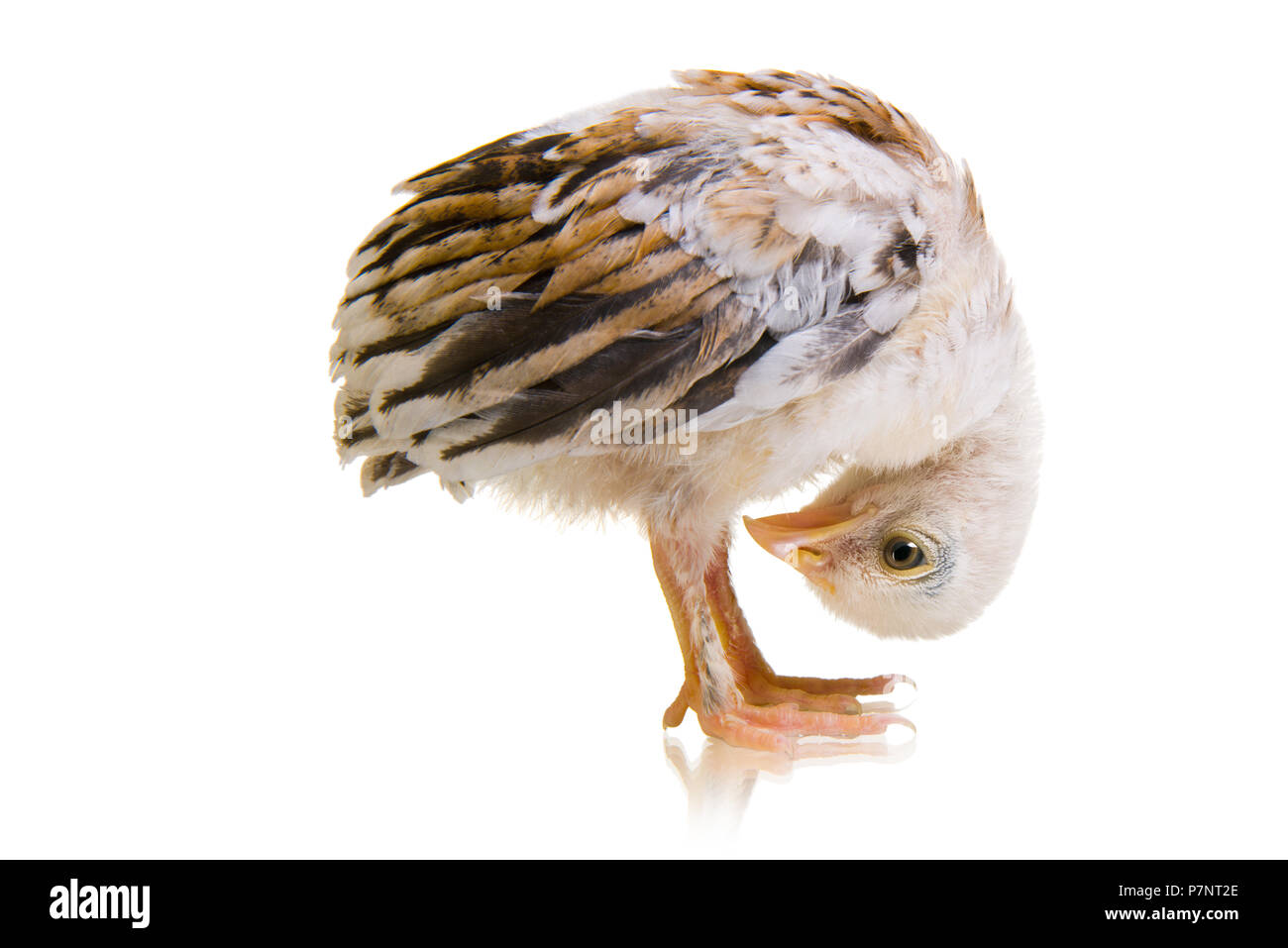 little chick on white background, isolated, funny stoop head Stock ...