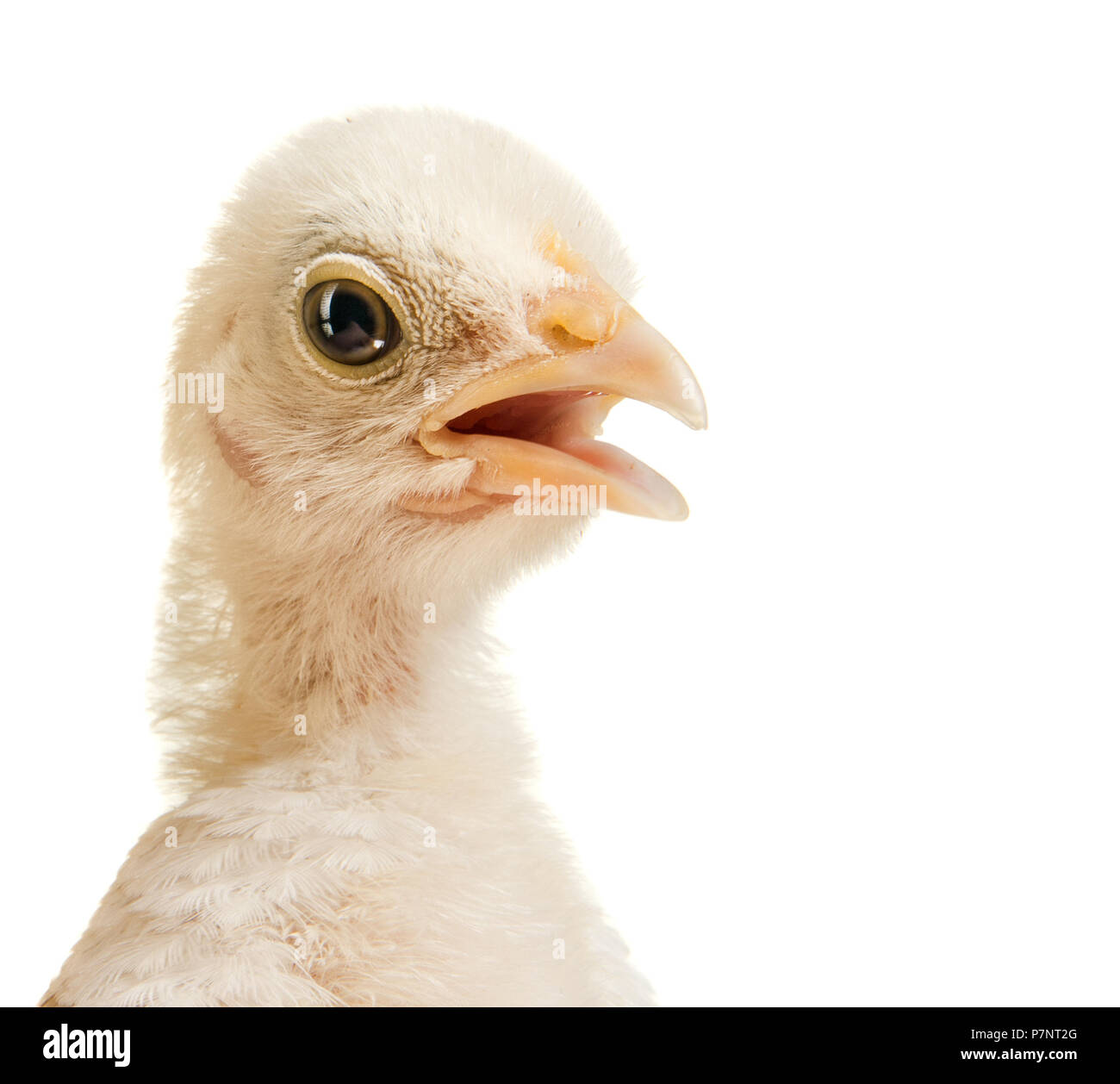 head chick close up, gaze look on camera, on white background, isolated ...