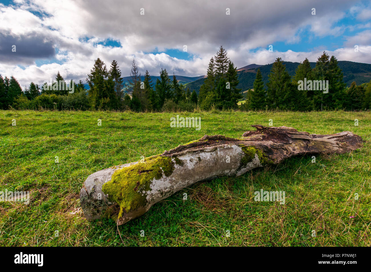 Decaying Log High Resolution Stock Photography and Images - Alamy