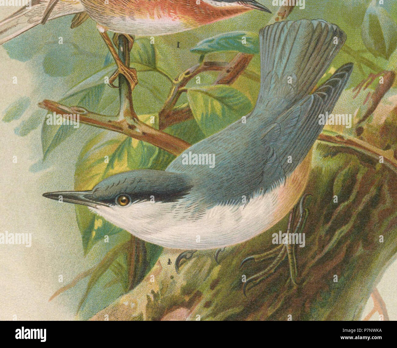 English: Illustration of a Rock Nuthatch . 1897 335 Rocknuthatchmirror ...