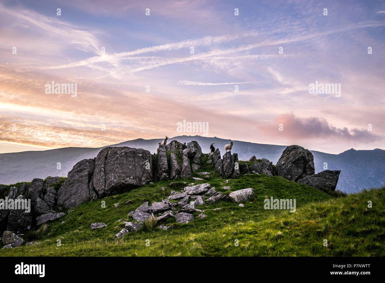Welsh mountain goats hi-res stock photography and images - Alamy