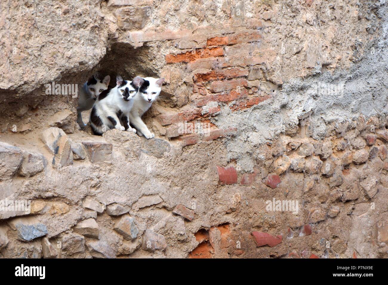 Muro de daroca hi-res stock photography and images - Alamy