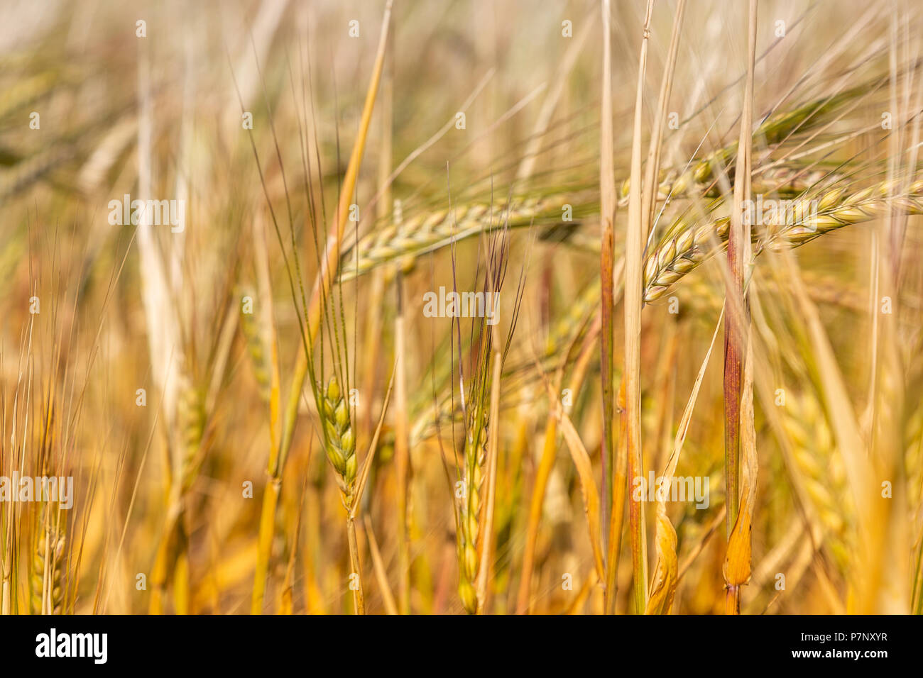 Organic production, wheat fields. Agriculture landscape. Harvest at ...