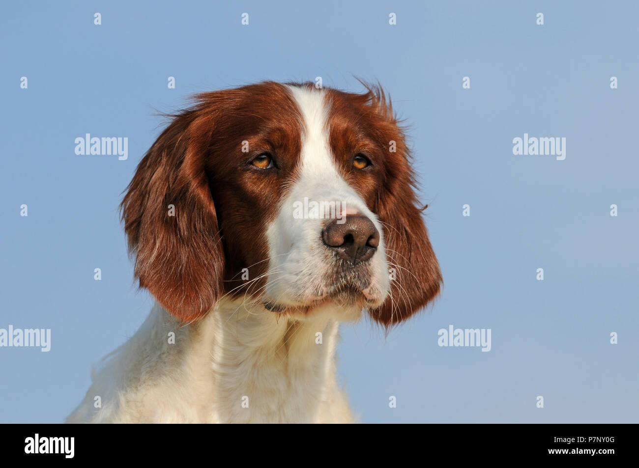 Irish Red and White Setter, female, animal portrait in front of a blue ...