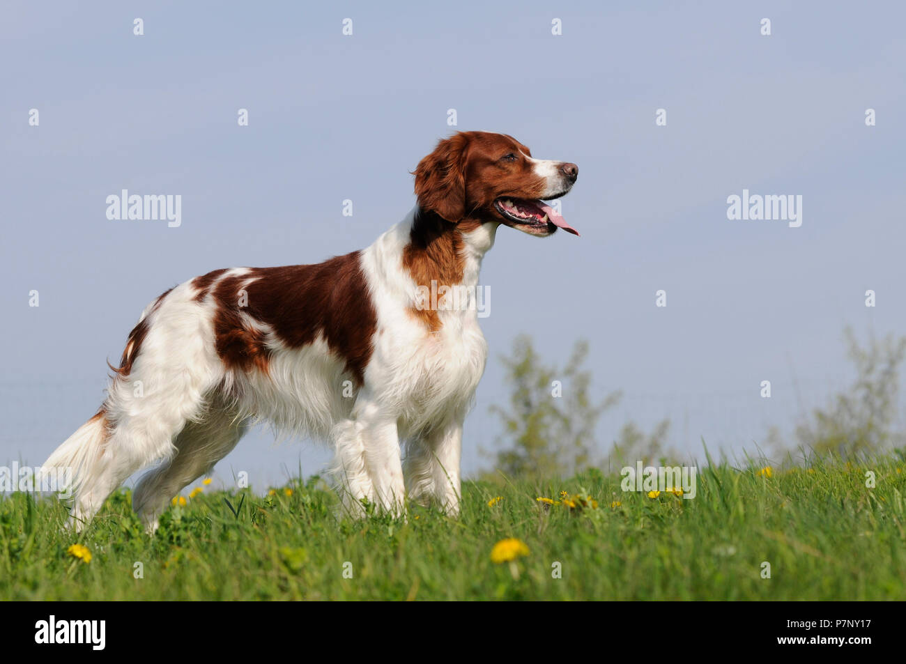 Irish Red and White Setter, male standing in meadow Stock Photo - Alamy