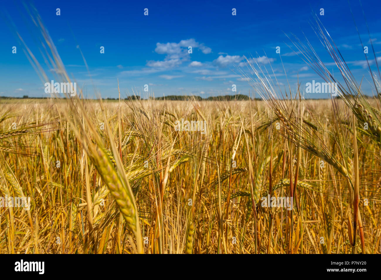 Organic production, wheat fields. Agriculture landscape. Harvest at ...