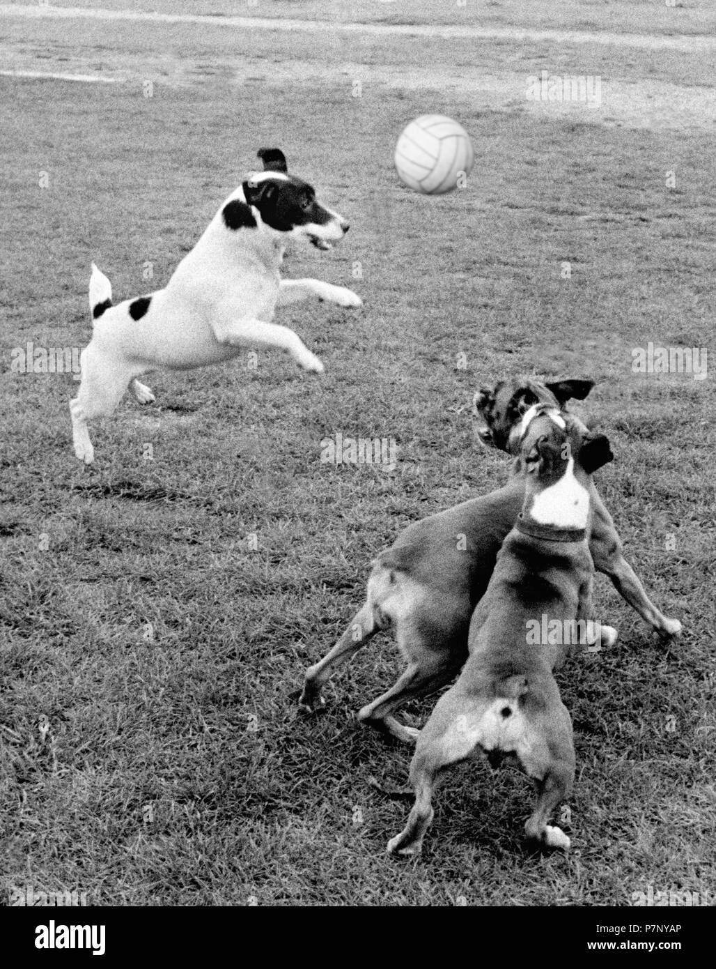 Soccer jack russell terrier Black and White Stock Photos & Images - Alamy