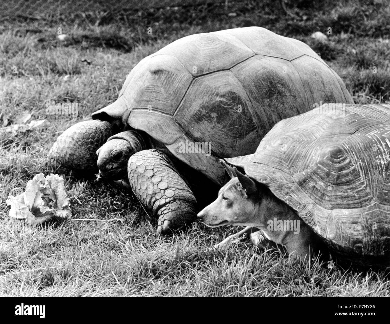 Dog under tortoise shell and turtle, England, Great Britain Stock Photo ...