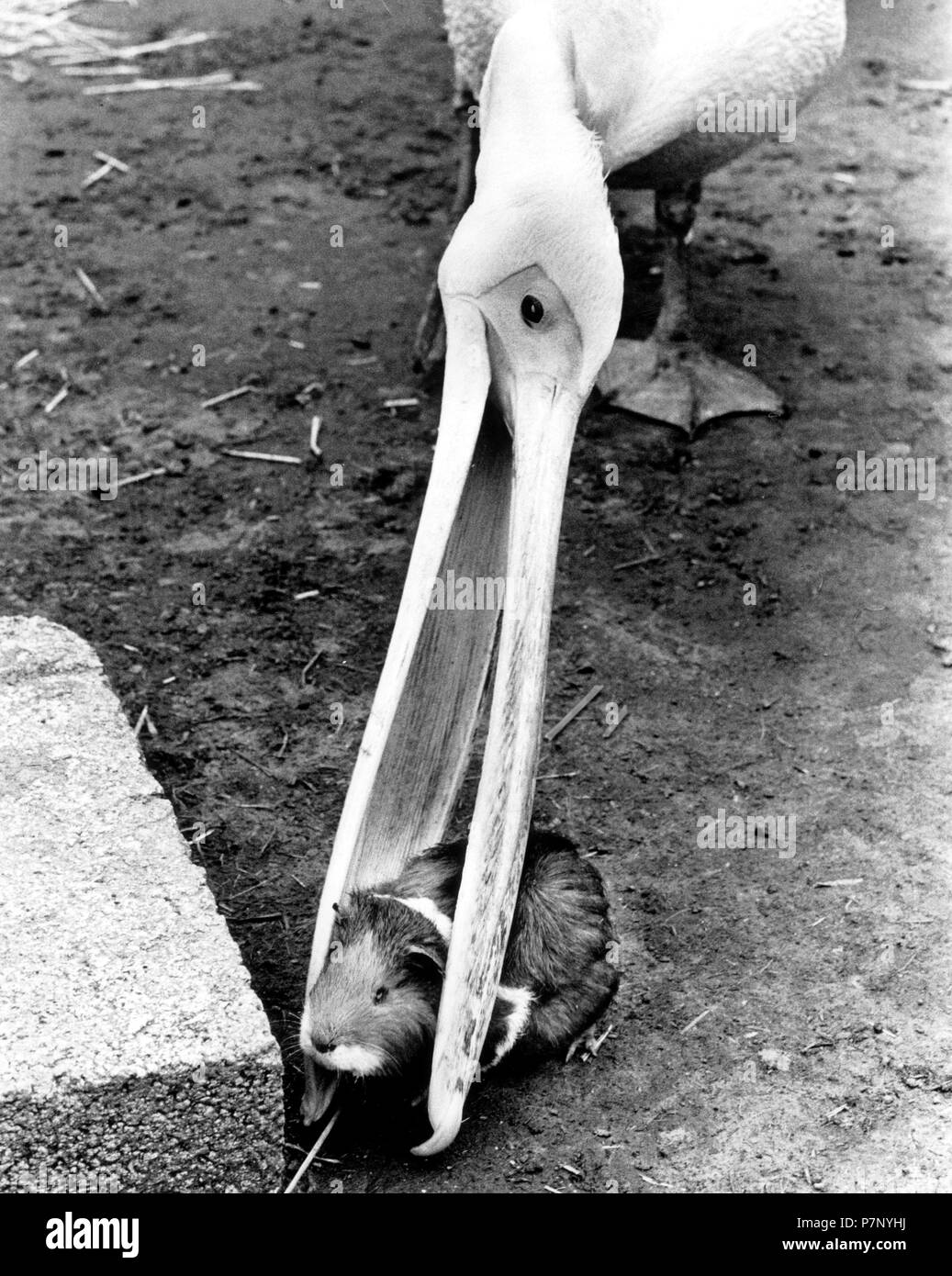 Pelican with guinea pig in the beak, England, Great Britain Stock Photo ...