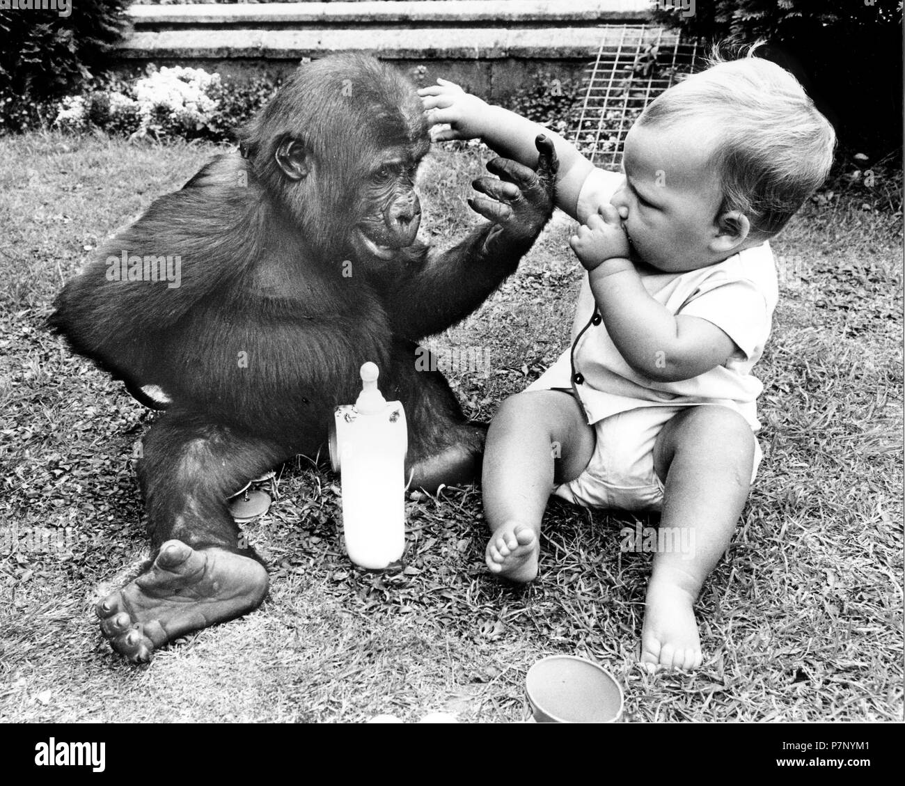 Gorilla girl Black and White Stock Photos & Images - Alamy