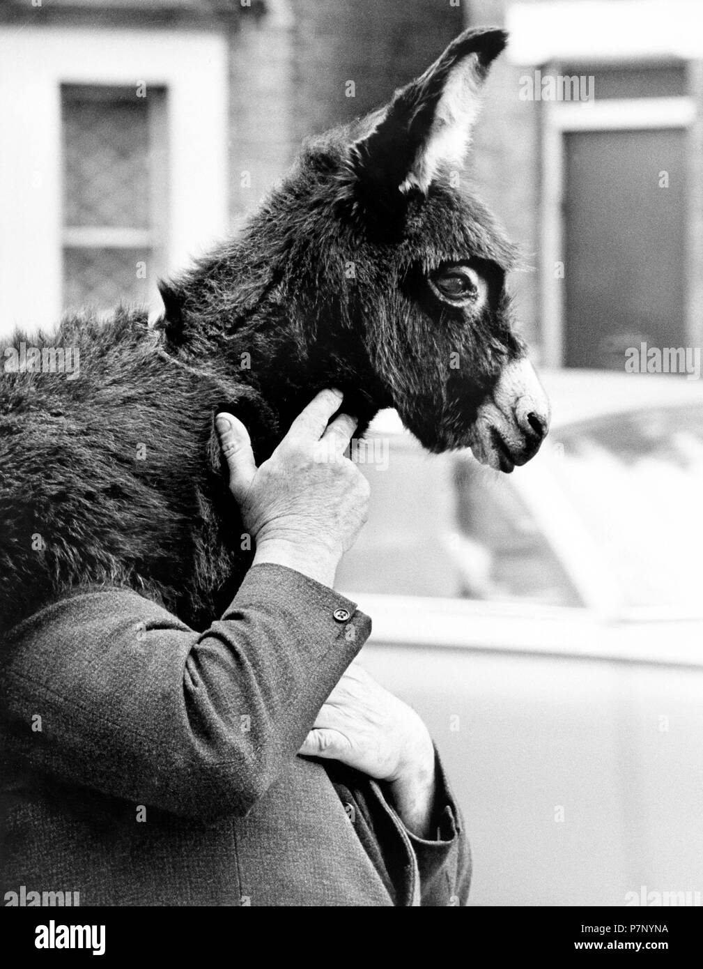 Man with donkey Black and White Stock Photos & Images - Alamy