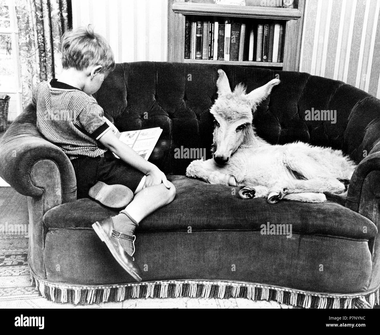 One sitting on a donkey hi-res stock photography and images - Alamy