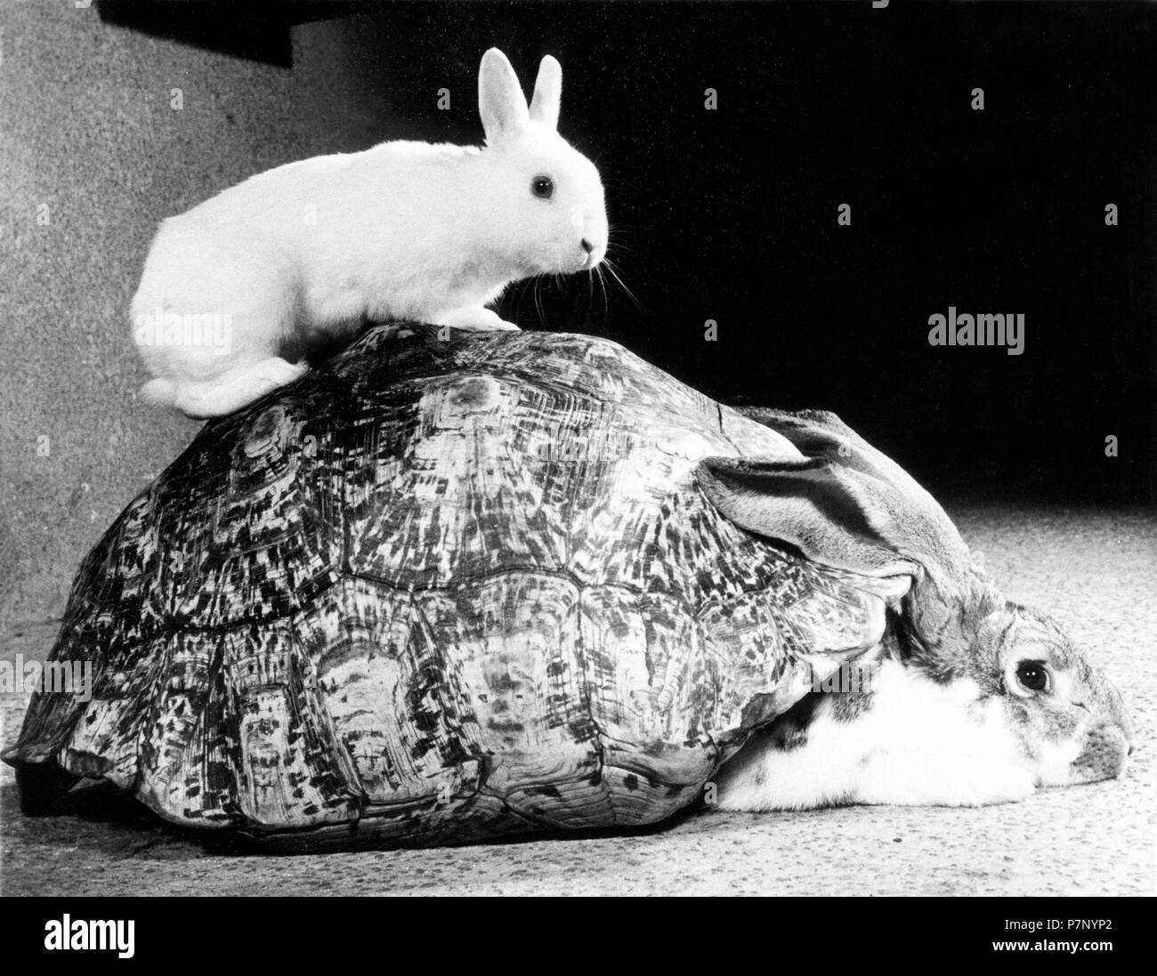Two white rabbits Black and White Stock Photos & Images - Alamy