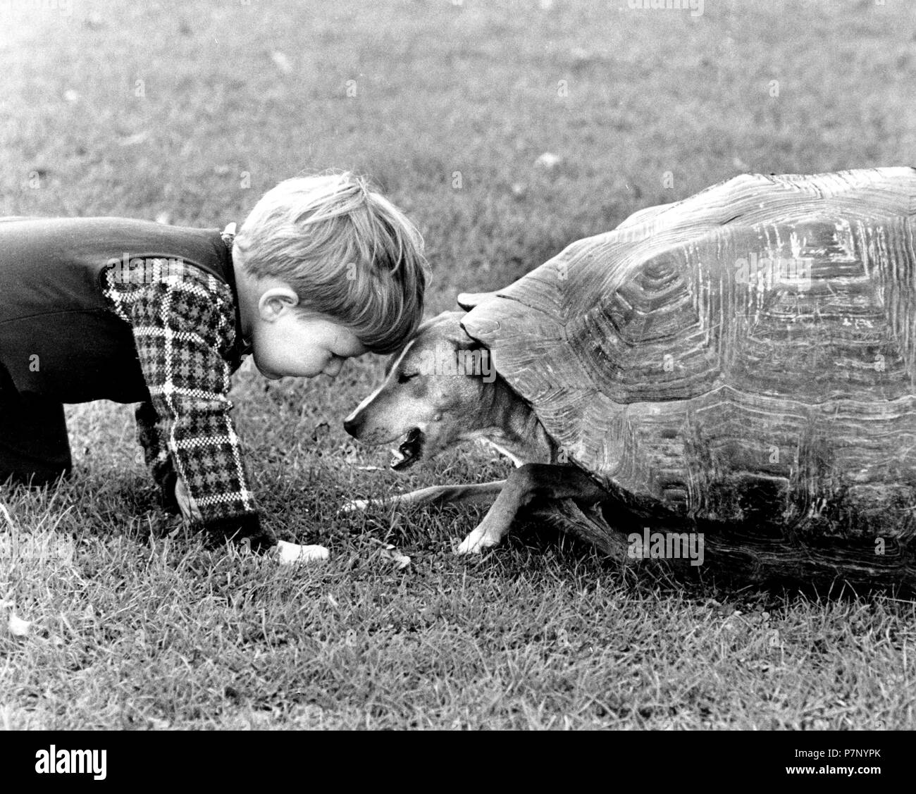 Little tortoise Black and White Stock Photos & Images - Alamy
