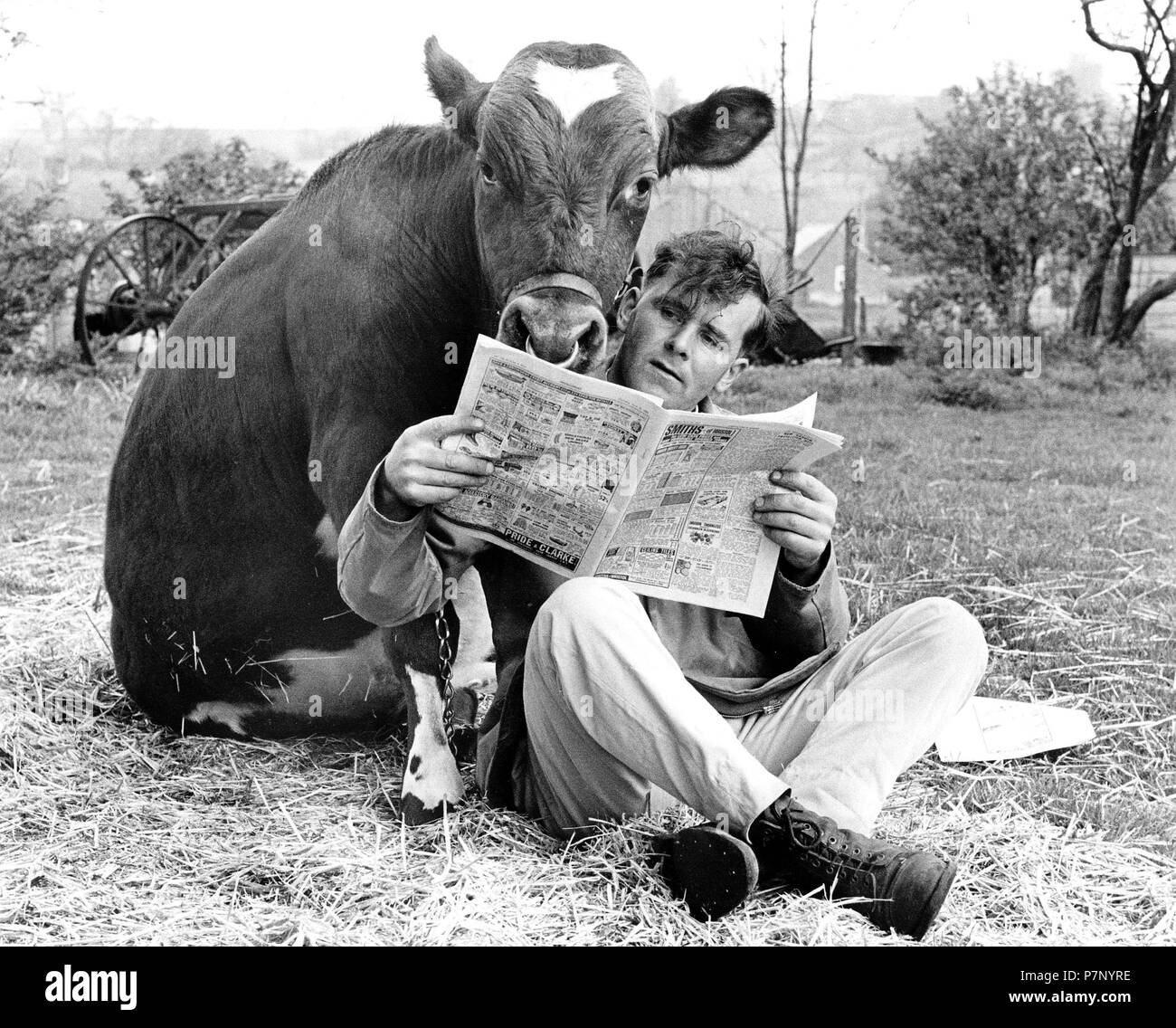 Funny cow Black and White Stock Photos & Images - Alamy