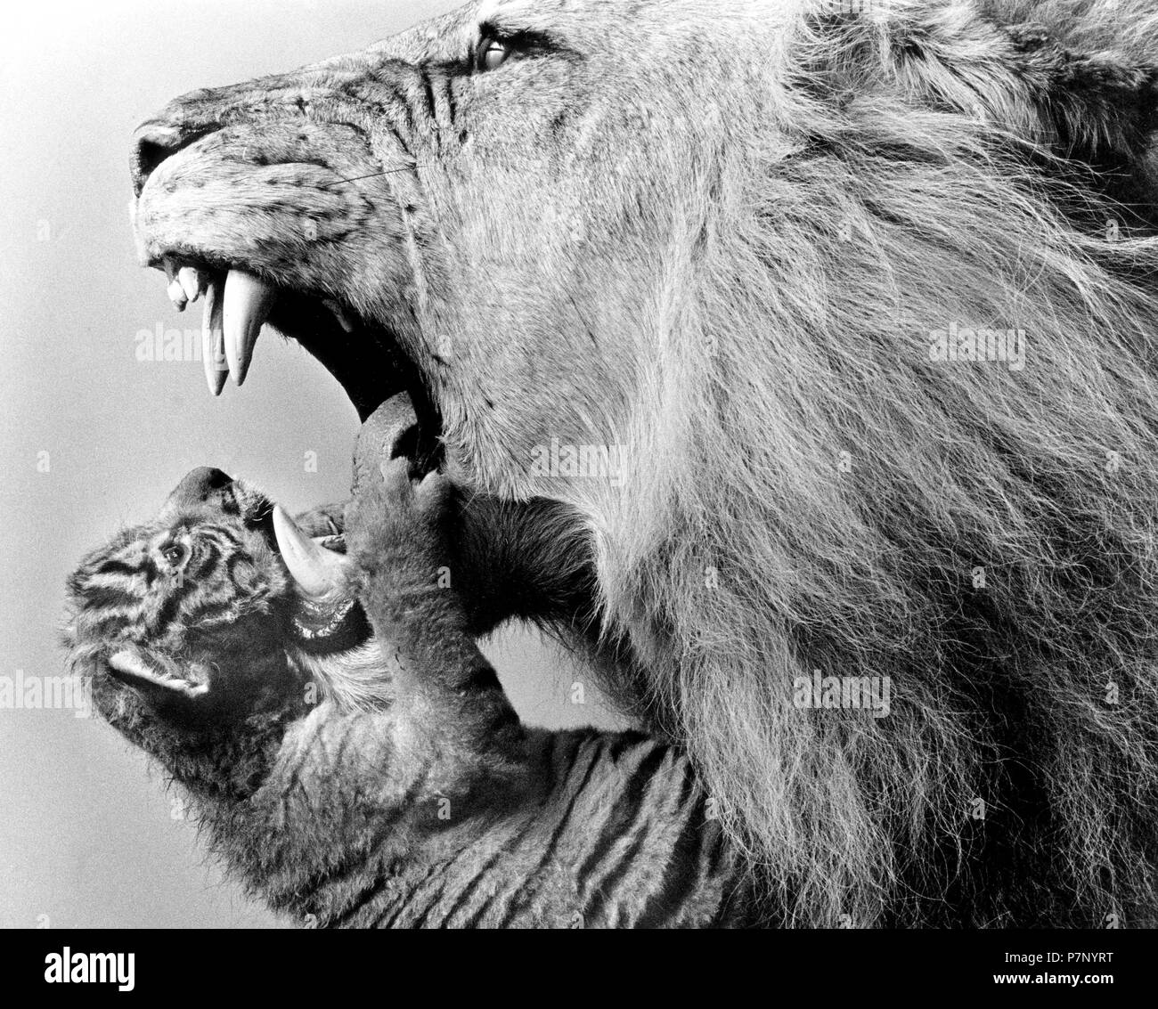 Lion and Young, England, Great Britain Stock Photo - Alamy