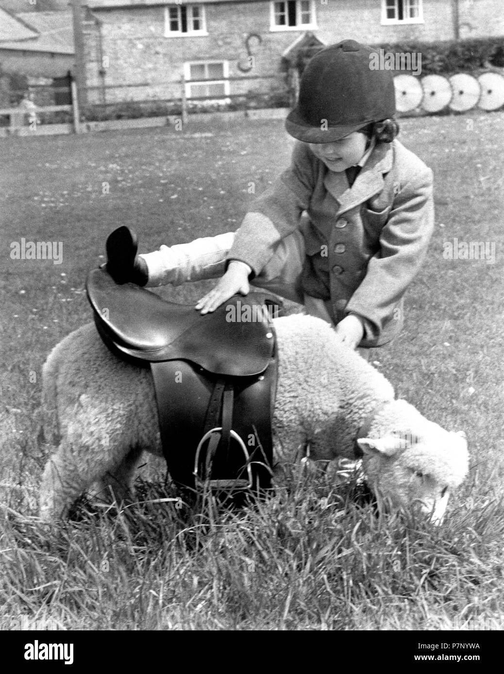 Strange sheep Black and White Stock Photos & Images - Alamy