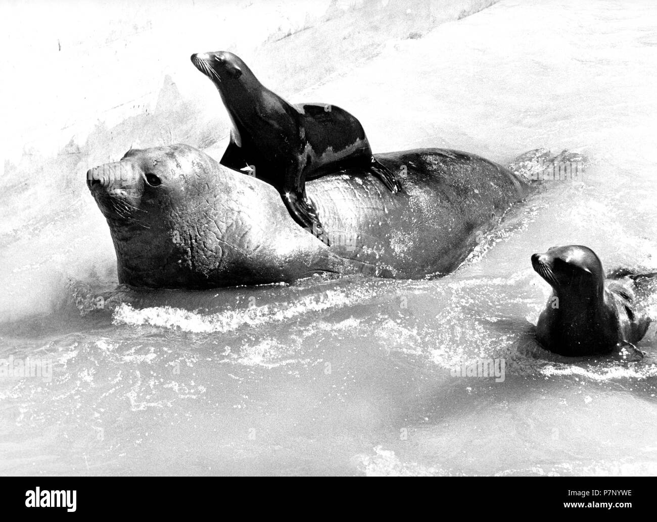 Historic seals hi-res stock photography and images - Alamy