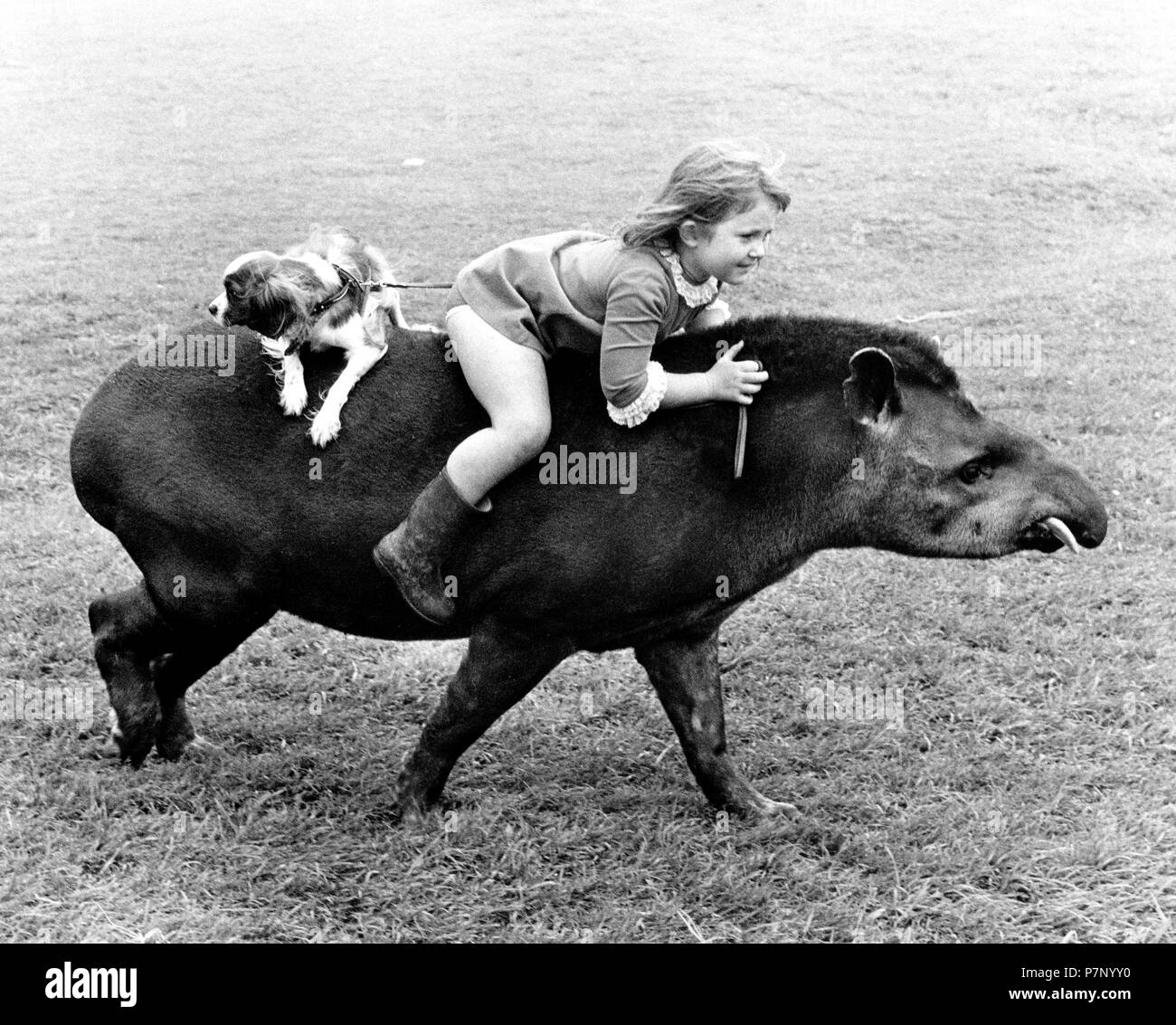 Ride on his lap Black and White Stock Photos & Images - Alamy