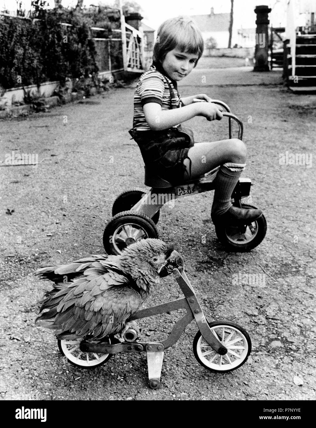 Bird ride Black and White Stock Photos & Images - Alamy
