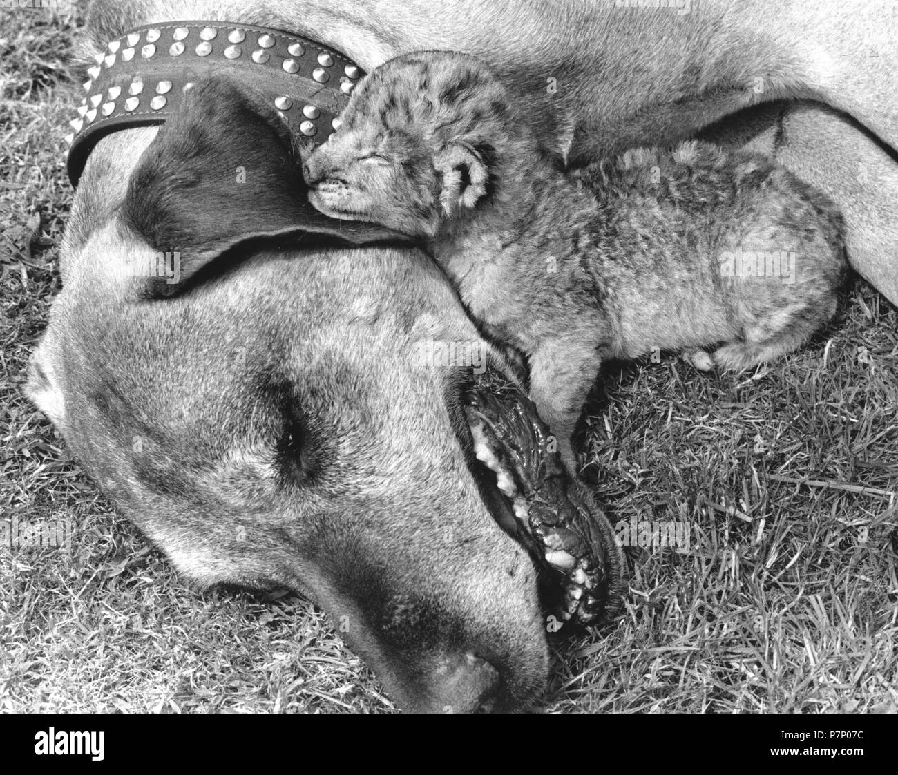 Funny cute baby dog Black and White Stock Photos & Images - Alamy