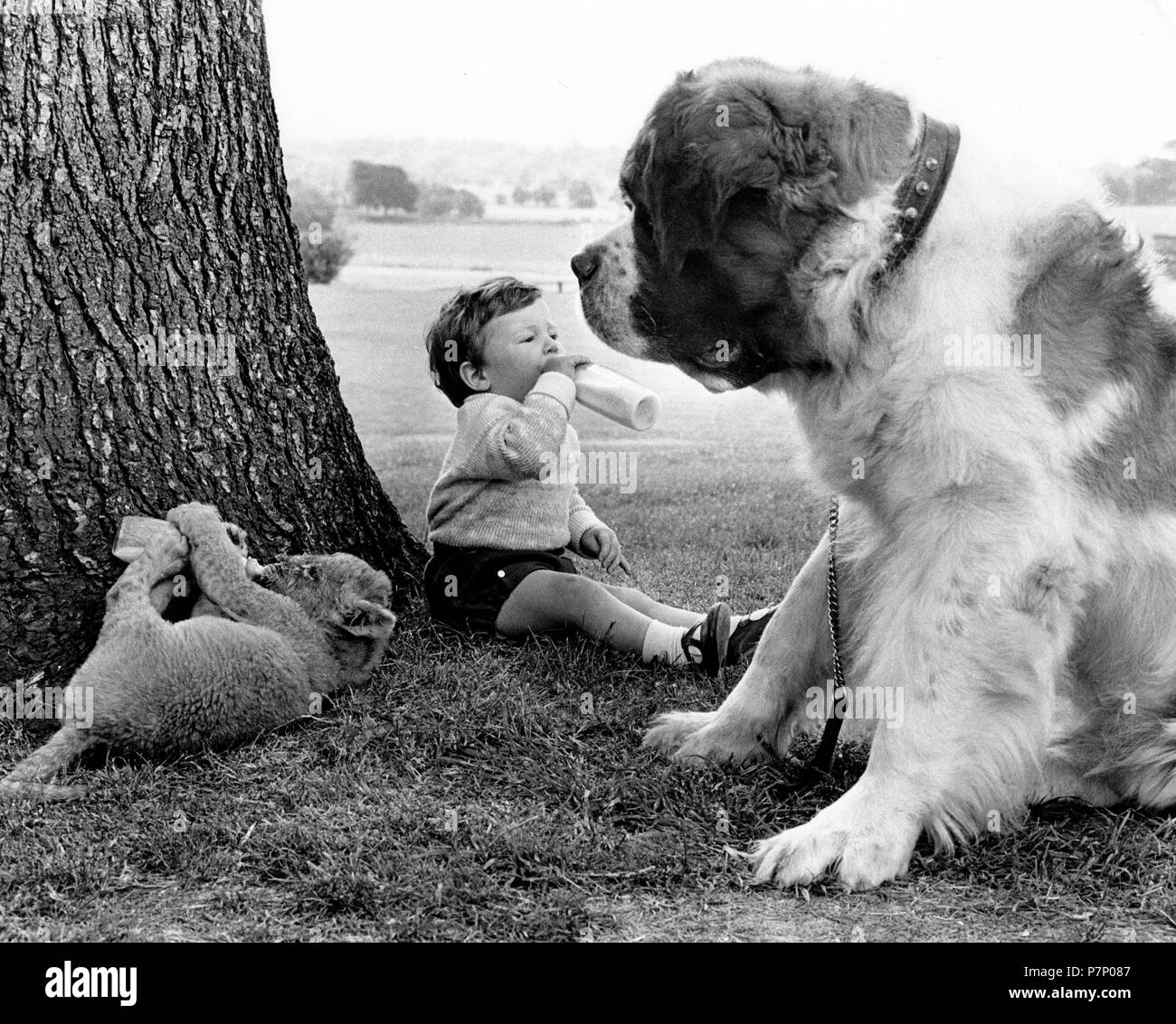 Domestic animals of great britain Black and White Stock Photos & Images ...