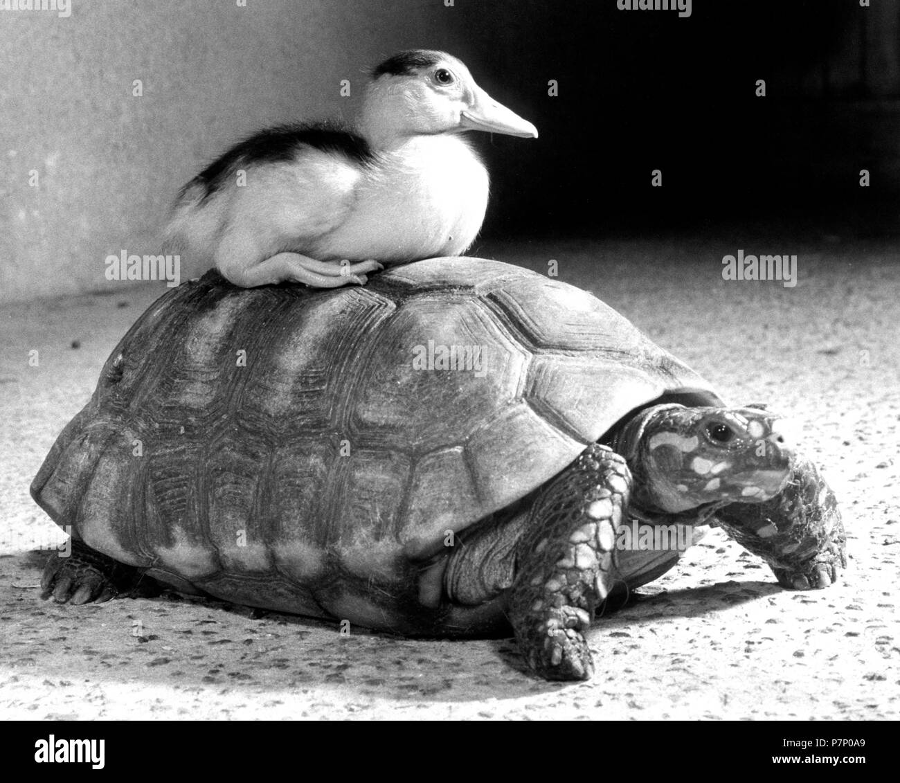 Love a duck Black and White Stock Photos & Images - Alamy