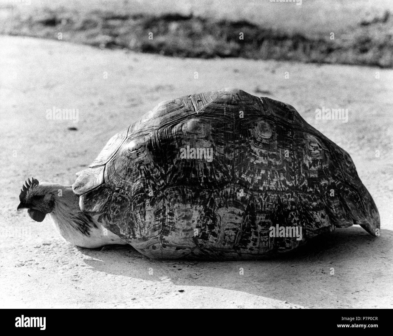 Chicken under a tortoise shell, England, Great Britain Stock Photo - Alamy