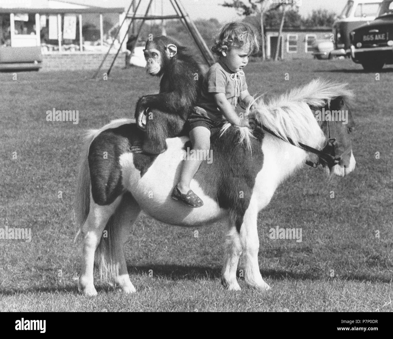 Child and monkey ride on a pony, England, Great Britain Stock Photo - Alamy