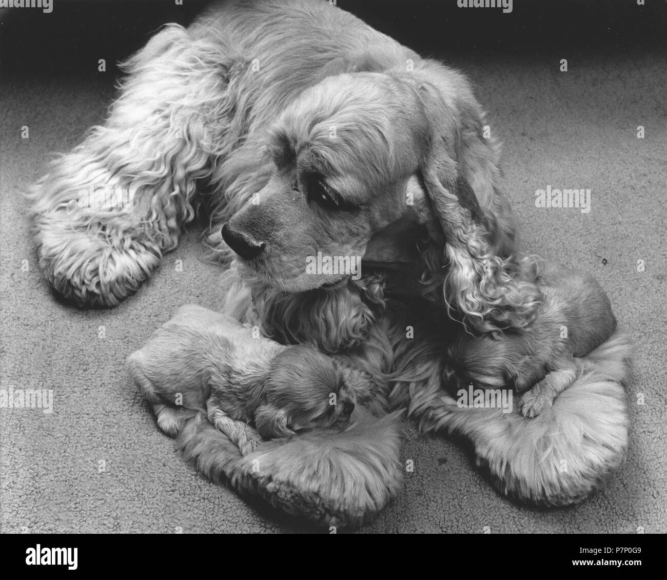 Cocker Spaniel with two puppies, England, Great Britain Stock Photo - Alamy