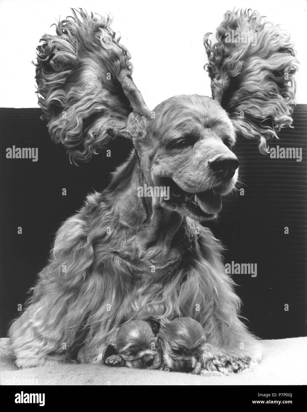American cocker spaniel domestic Black and White Stock Photos & Images ...