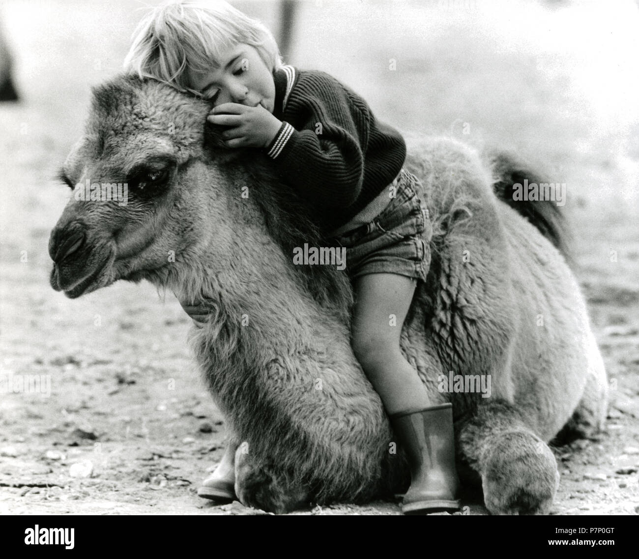Child on camel hi-res stock photography and images - Alamy