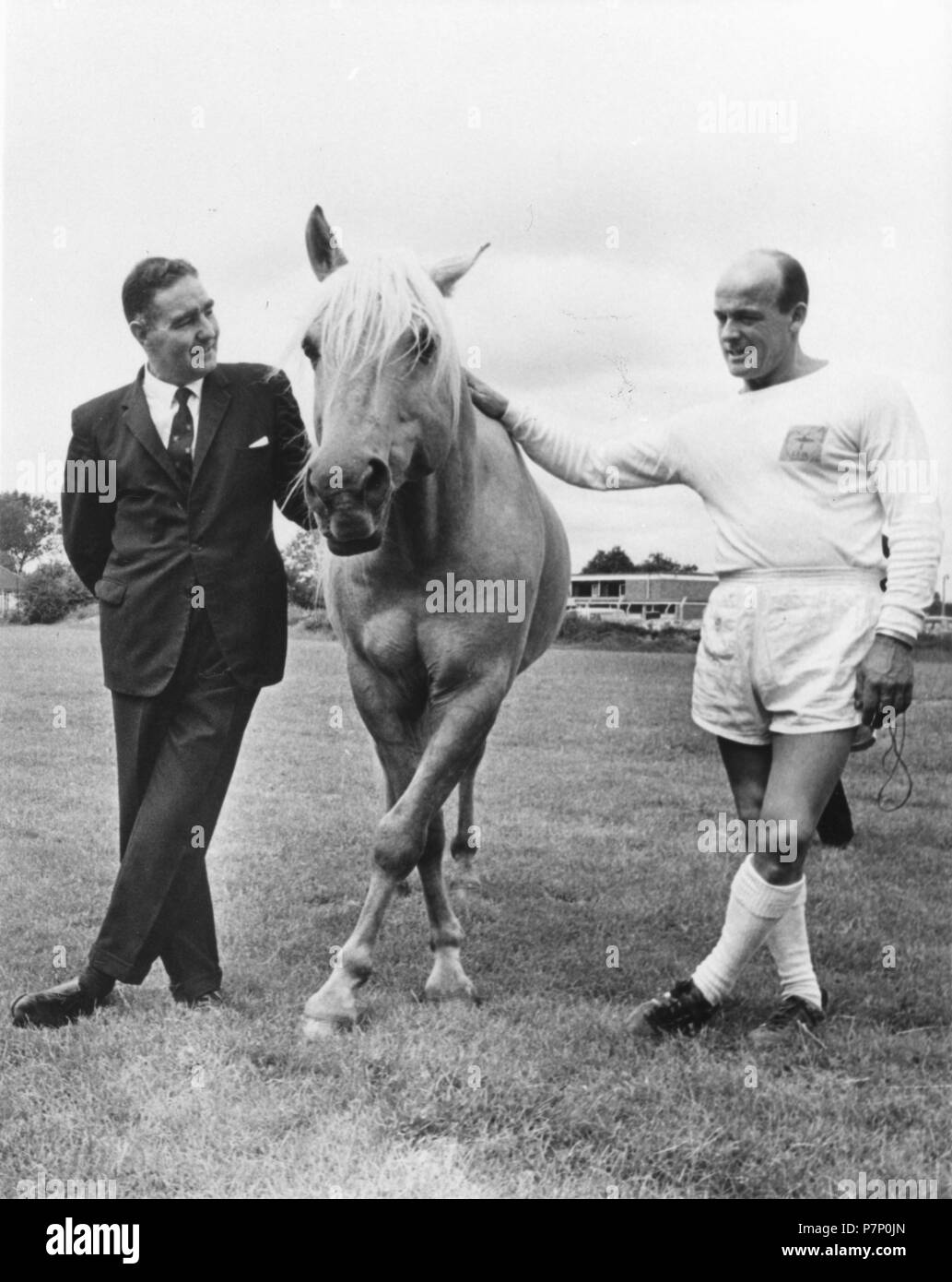 Horse on football field, England, Great Britain Stock Photo - Alamy