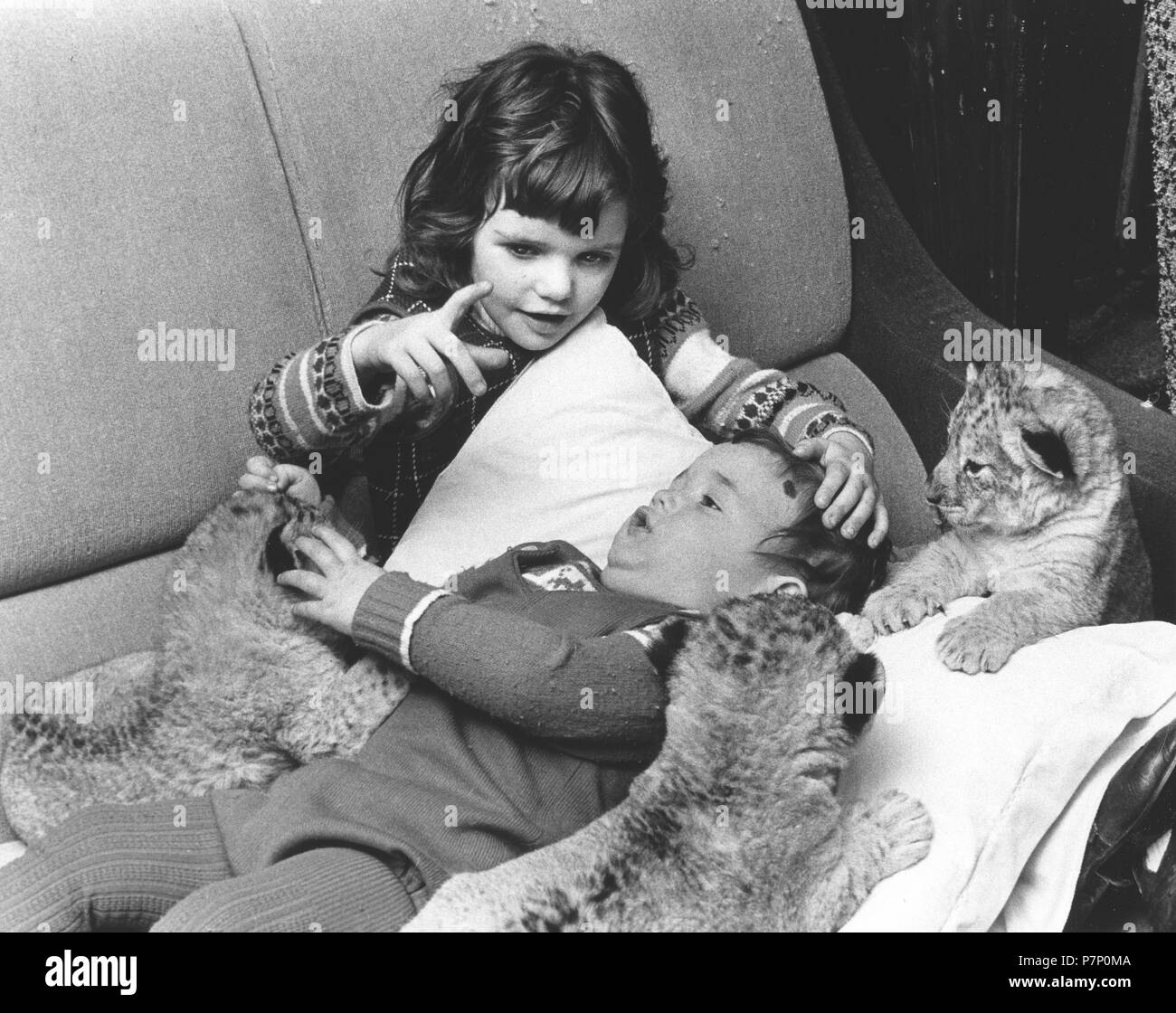 Girls and boys play with baby lions, England, Great Britain Stock Photo ...