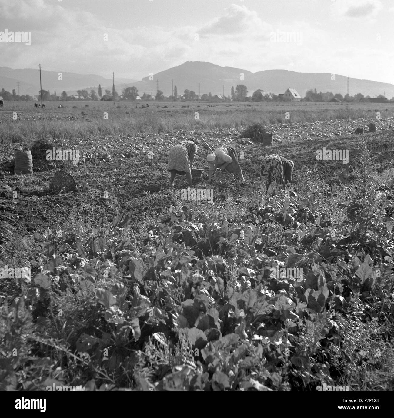 Agriculture, ca. 1955, around Freiburg, Germany Stock Photo - Alamy