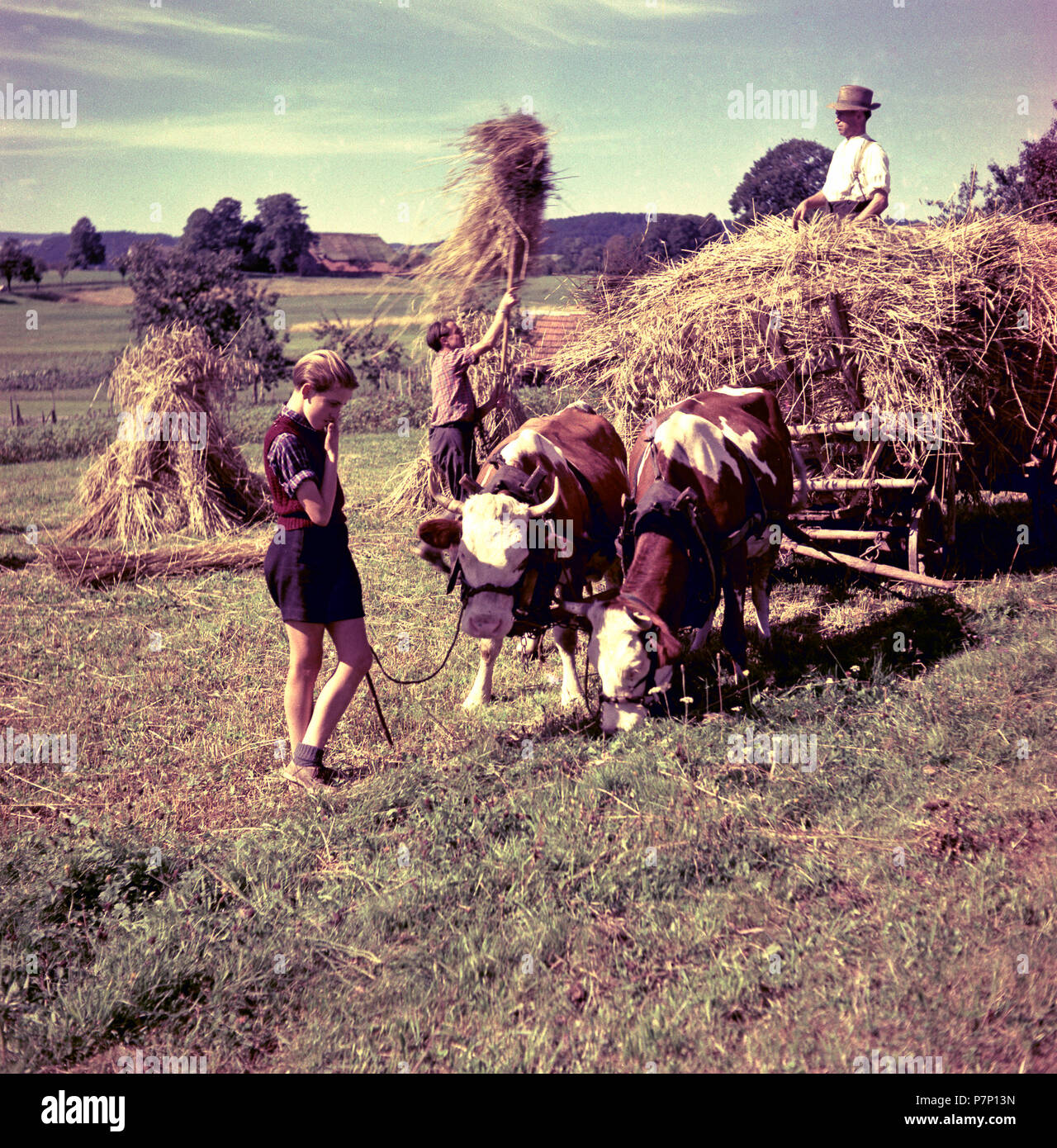 Hay harvest, hay wagon with cows, around 1950, near Freiburg, Germany ...