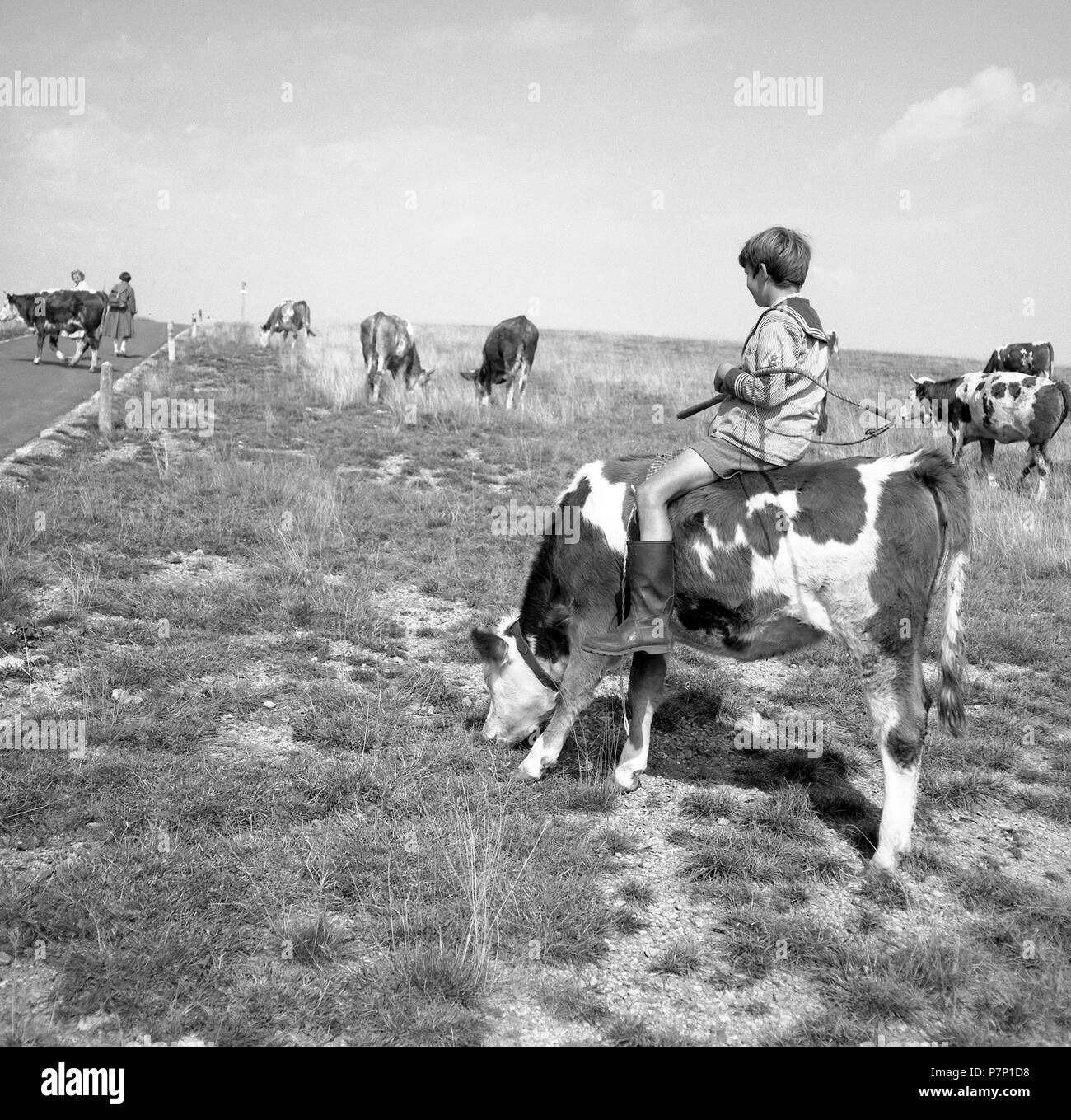 Cow riding germany hi-res stock photography and images - Alamy