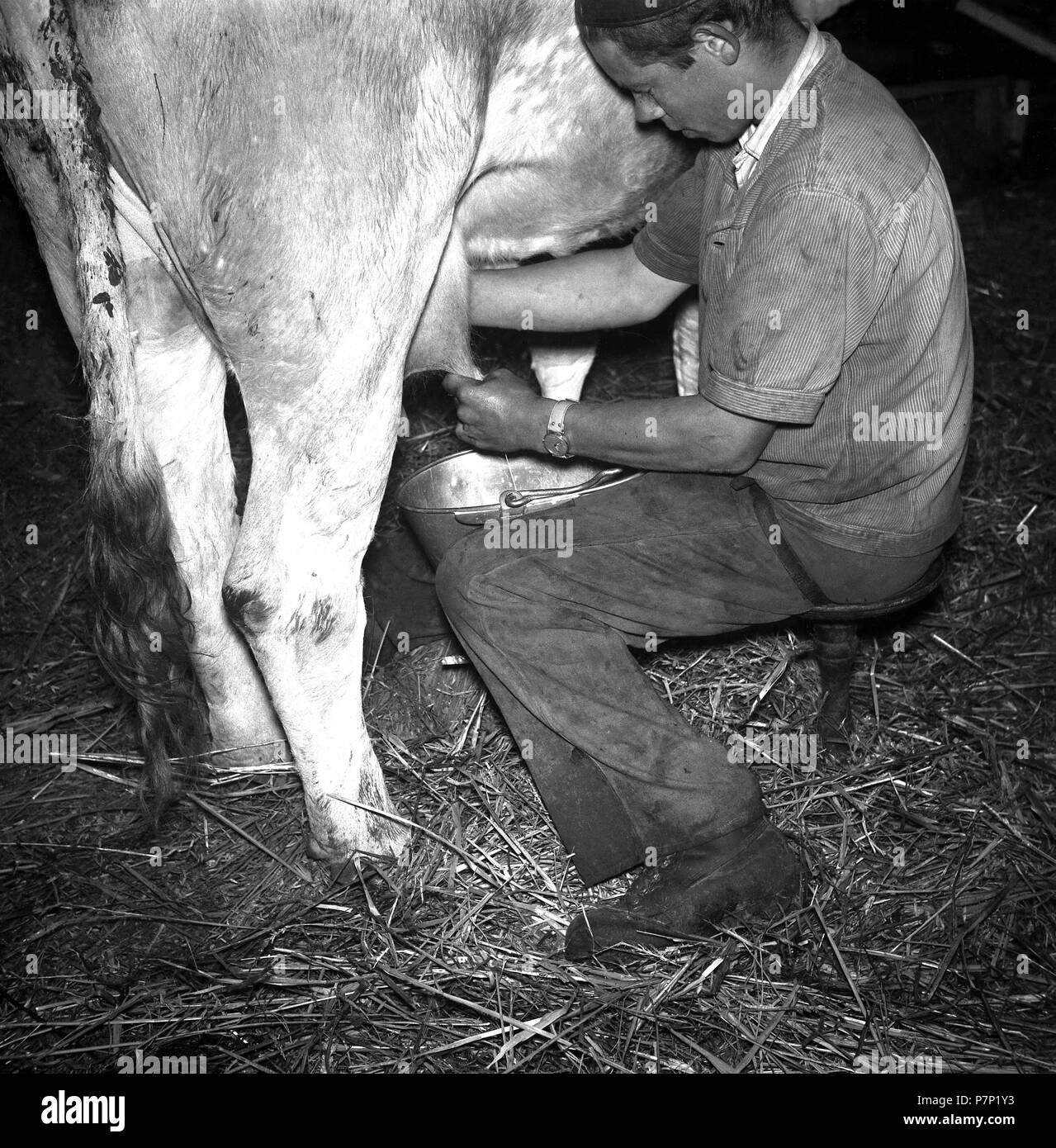 How to milk a cow Black and White Stock Photos & Images - Alamy