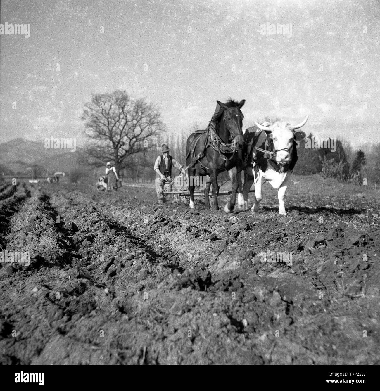 Black man wagon horse hi-res stock photography and images - Alamy