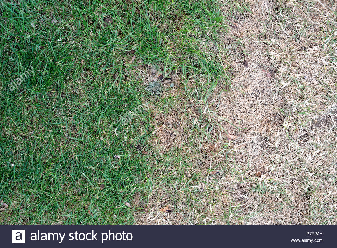 Parched Grass Stock Photos & Parched Grass Stock Images - Alamy