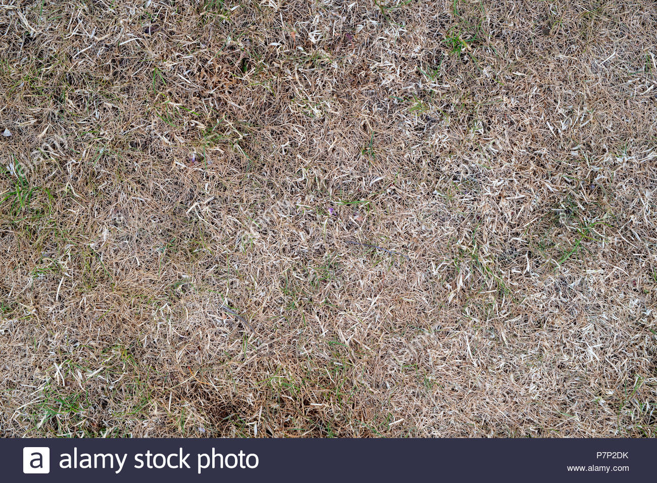 Parched Grass Stock Photos & Parched Grass Stock Images - Alamy